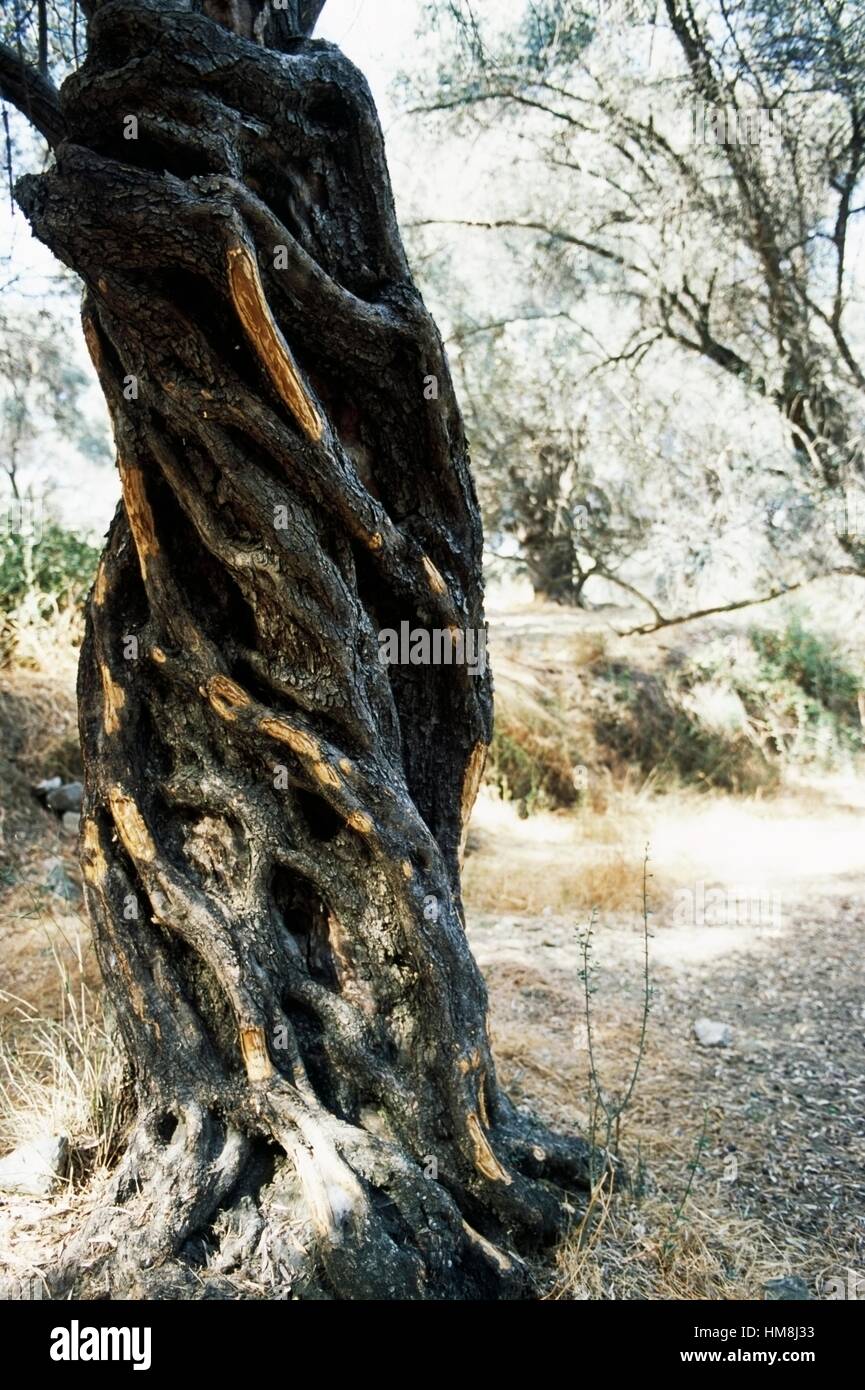 Amari valley and crete hi-res stock photography and images - Alamy