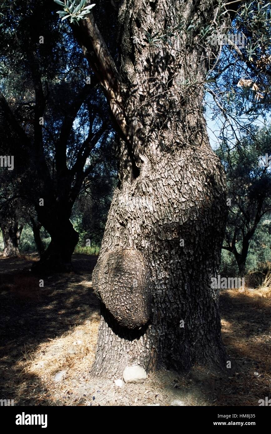 Amari valley and crete hi-res stock photography and images - Alamy