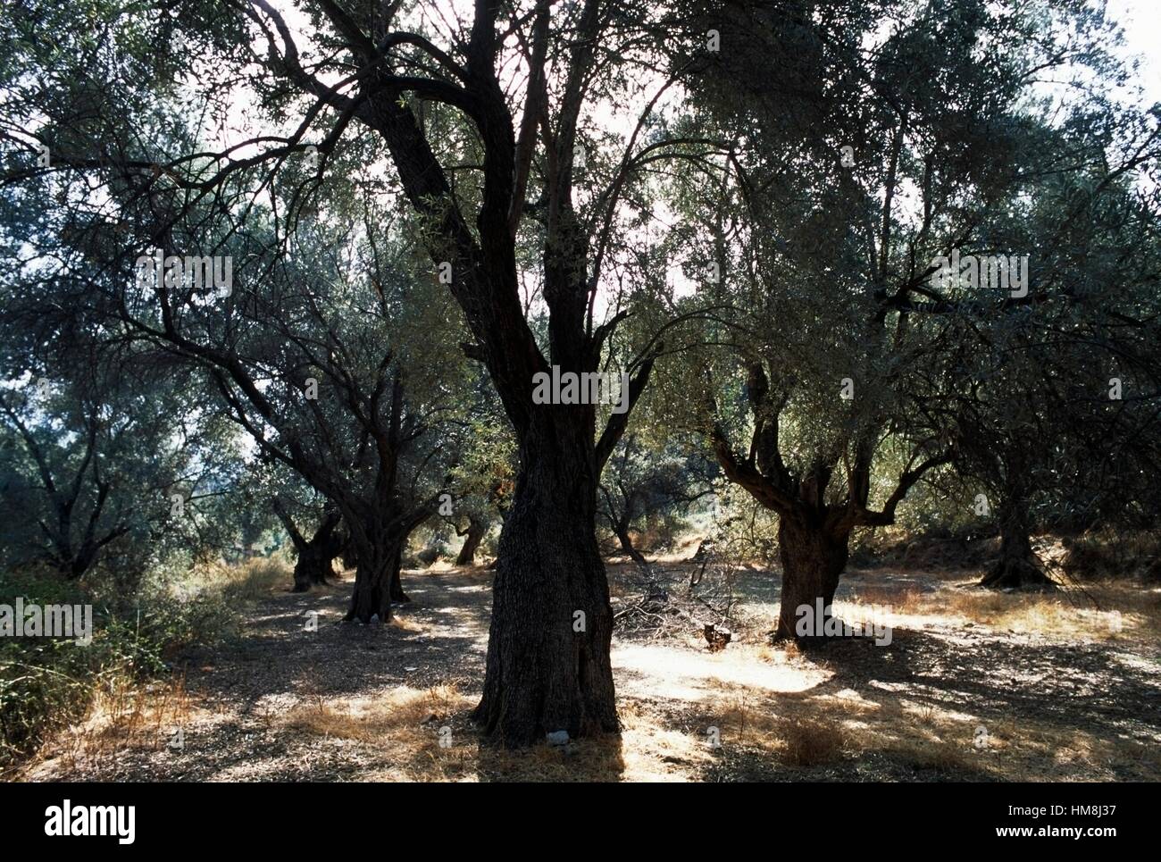 Olive grove, Amari valley, Crete, Greece Stock Photo - Alamy