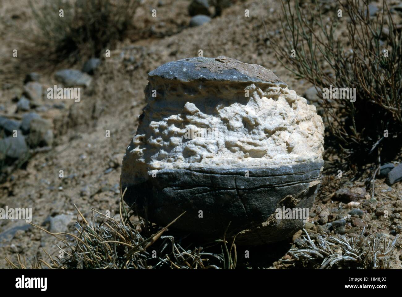 Rock with limestone inclusion hi-res stock photography and images - Alamy