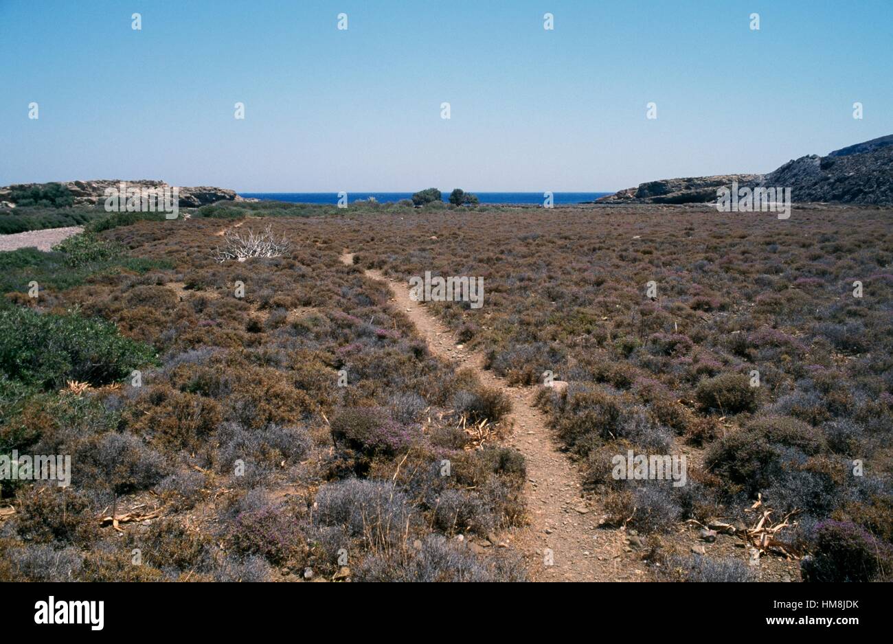 Vegetation near Hohlakies, Crete, Greece Stock Photo - Alamy