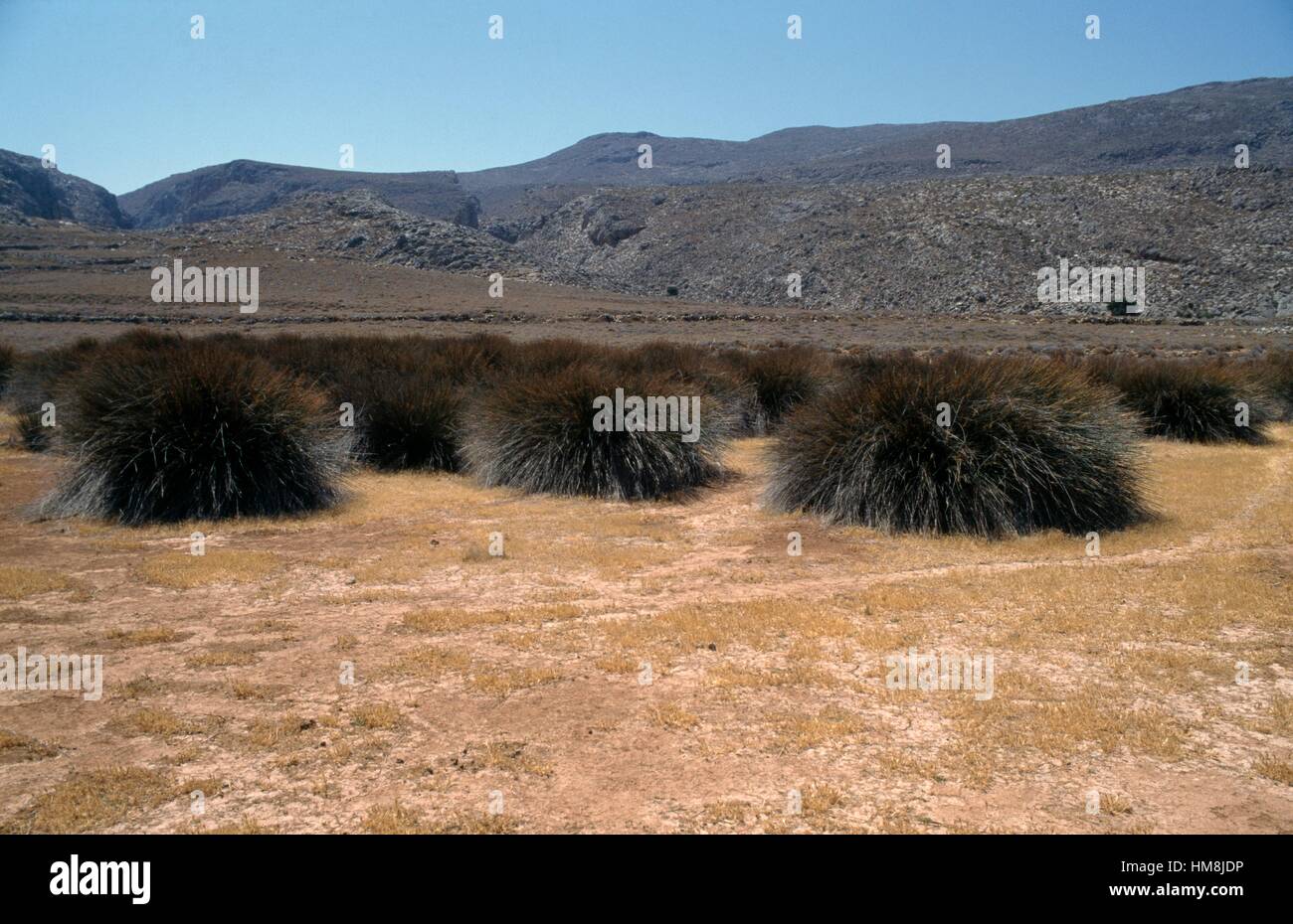 Esparto grass (Stipa tenacissima), Poaceae, near Hohlakies, Crete ...