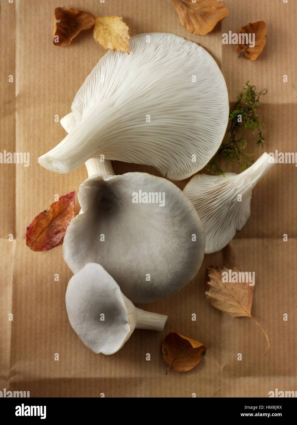 Fresh picked edible grey oyster mushrooms (Pleurotus Stock Photo - Alamy