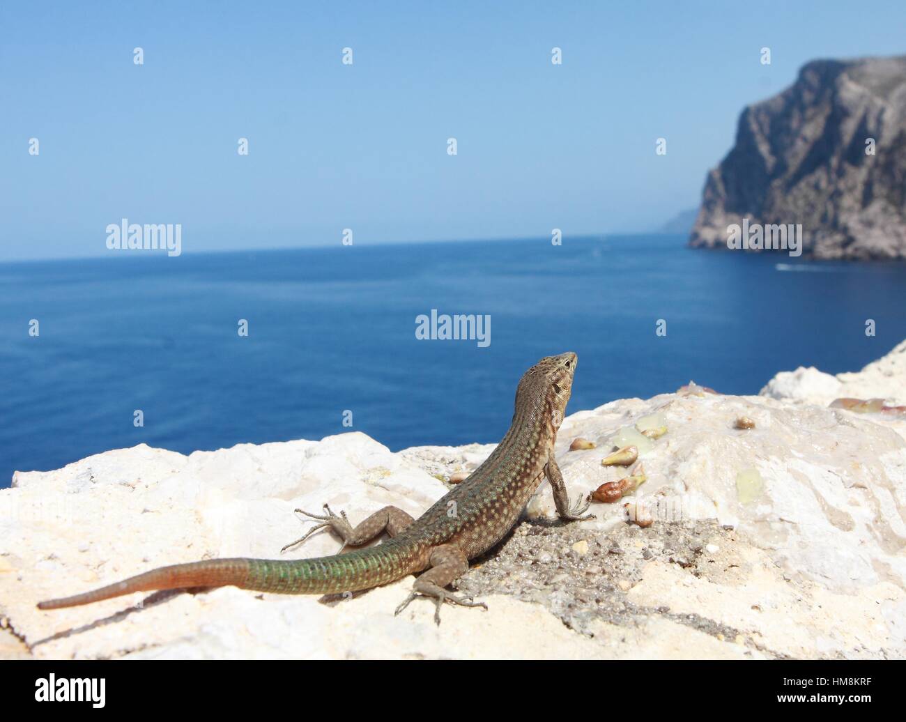 Balearic Wall Lizard Podarcis Lilfordi High Resolution Stock ...