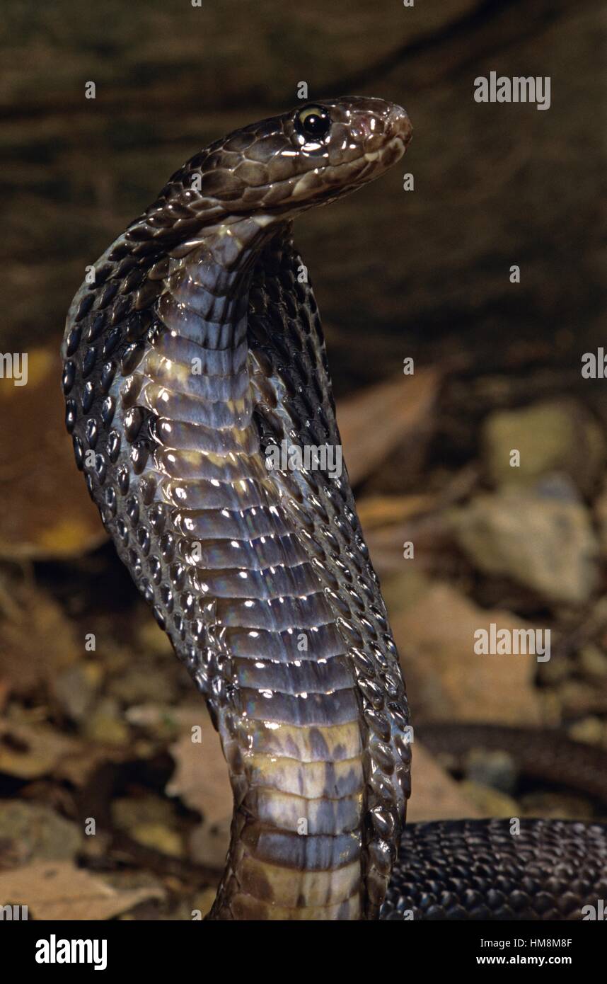 Pakistani black cobra hi-res stock photography and images - Alamy
