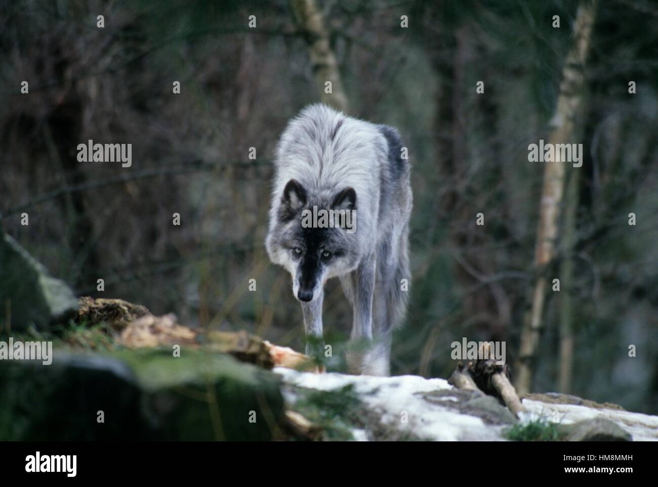 Gray wolf, Oregon Zoo, Washington Park, Portland, Oregon Stock Photo ...