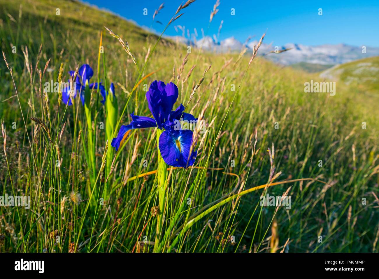 Xiphioides hi-res stock photography and images - Alamy