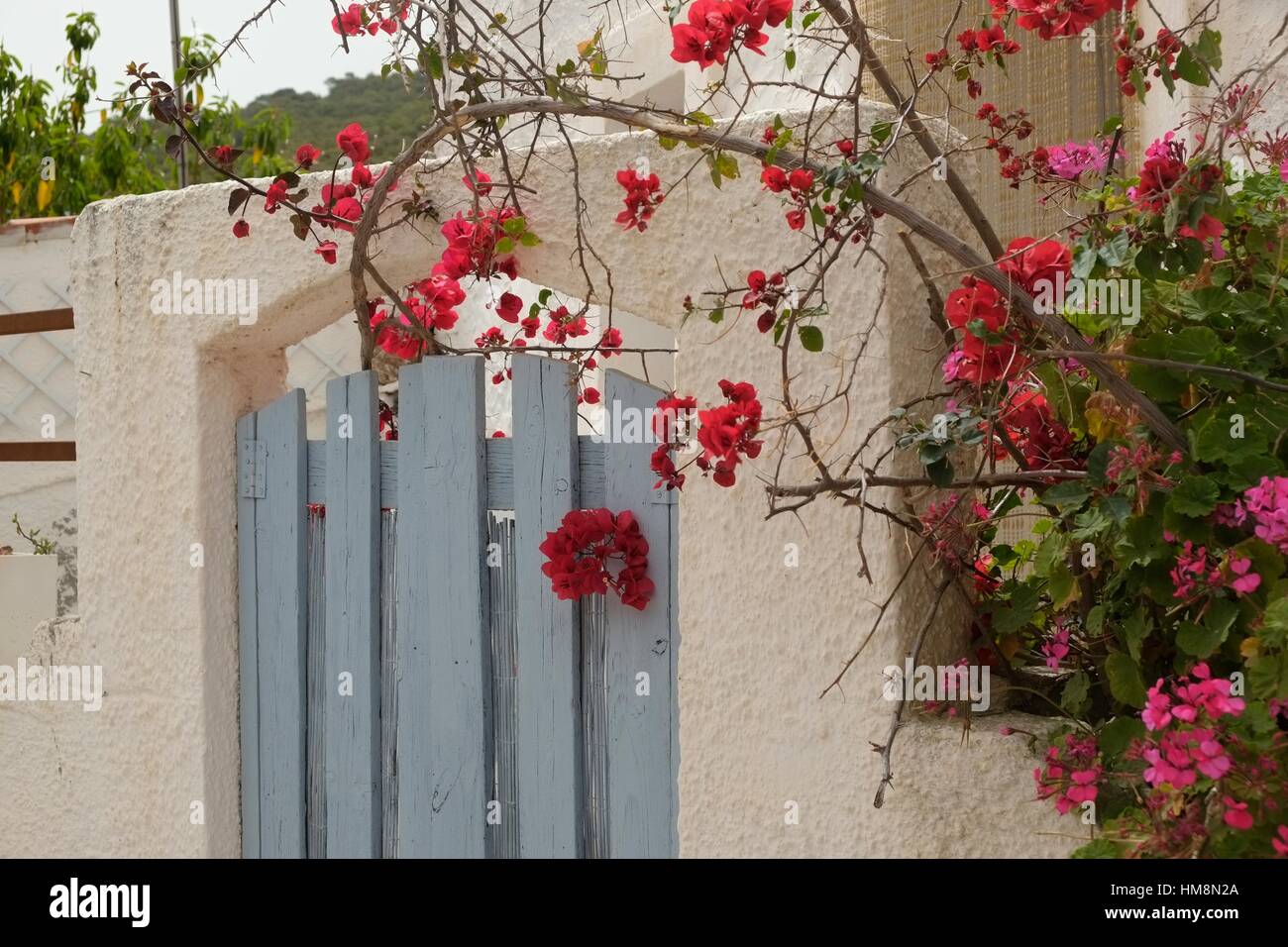 Traditional blue Greek door detail, with pink flower tree Stock Photo ...