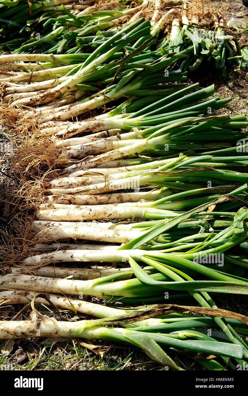 Food calcot hi-res stock photography and images - Alamy