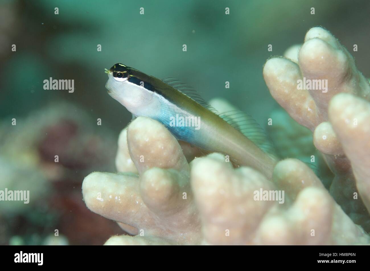 Rock Blenny High Resolution Stock Photography and Images - Alamy