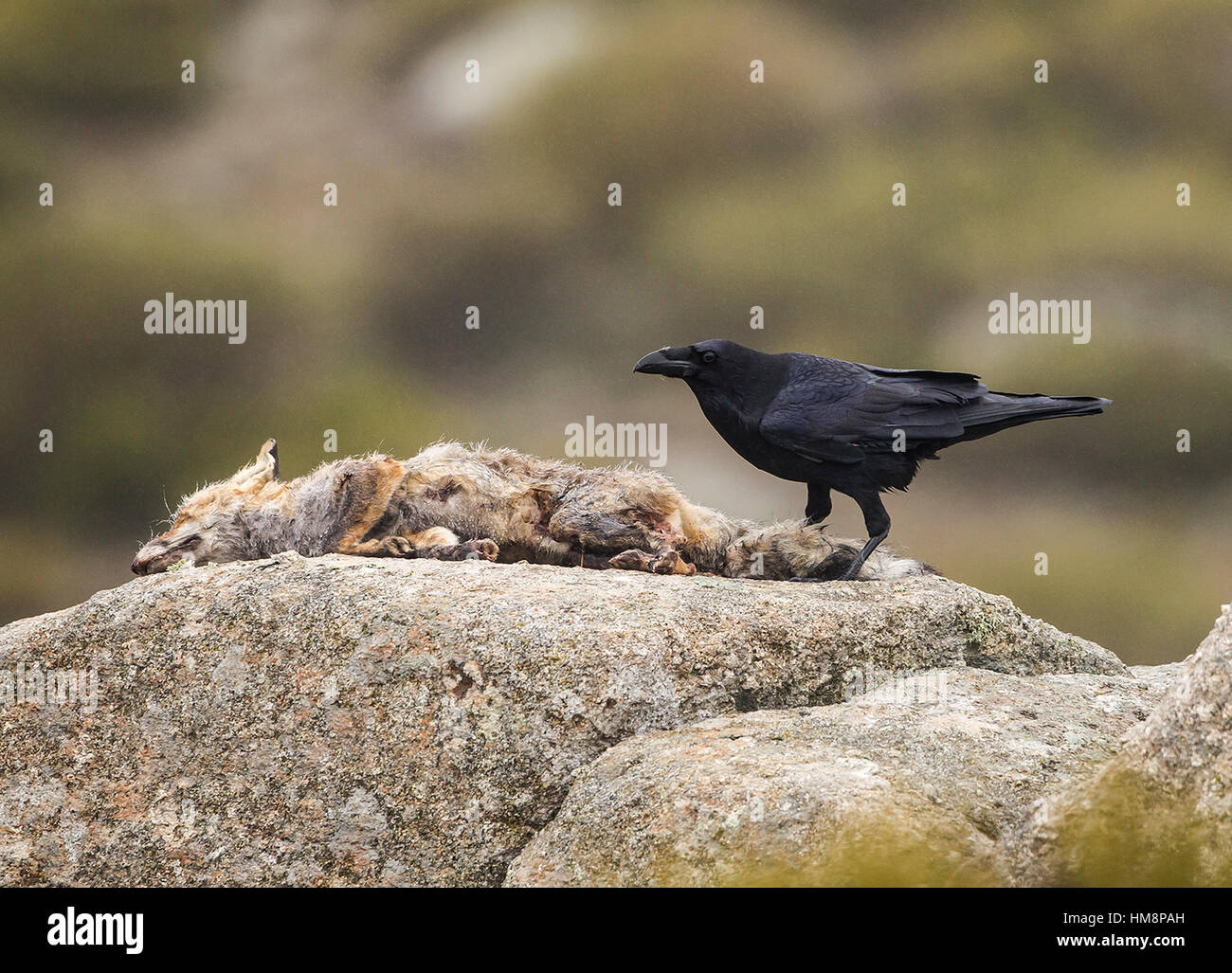Raven Corvus corax corvid largest passerine feeding on dead fox in ...