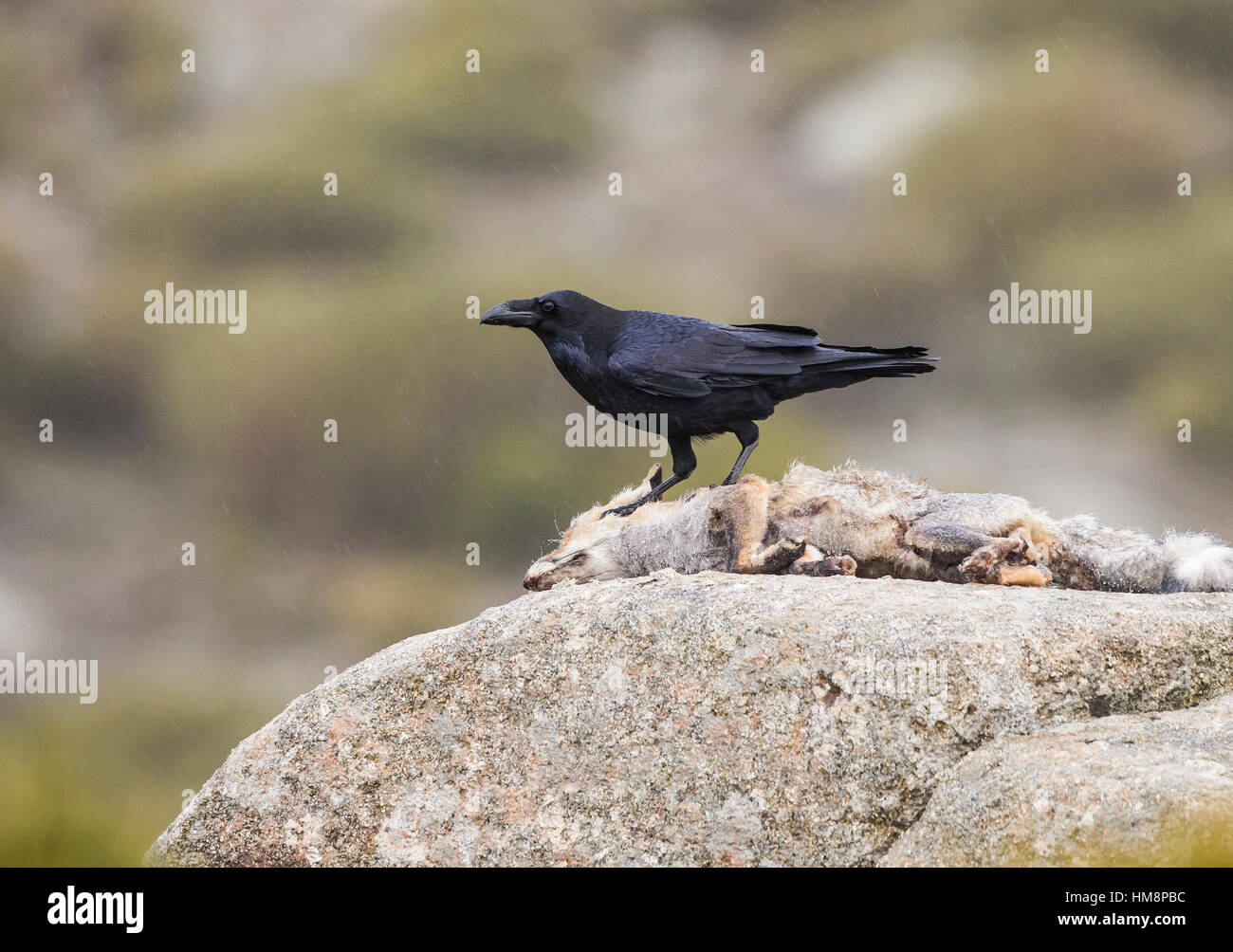 Red fox and raven hi-res stock photography and images - Alamy