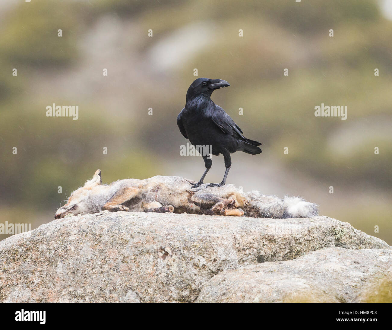Red fox and raven hi-res stock photography and images - Alamy