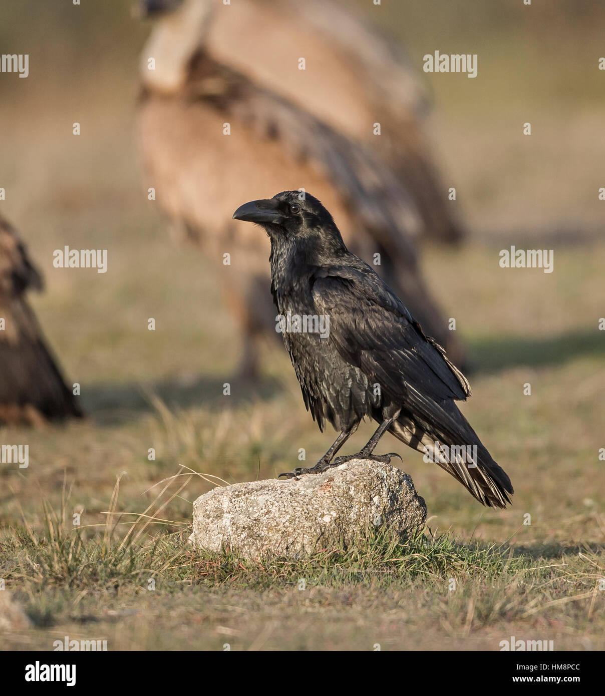 Ravens kissing hi-res stock photography and images - Alamy