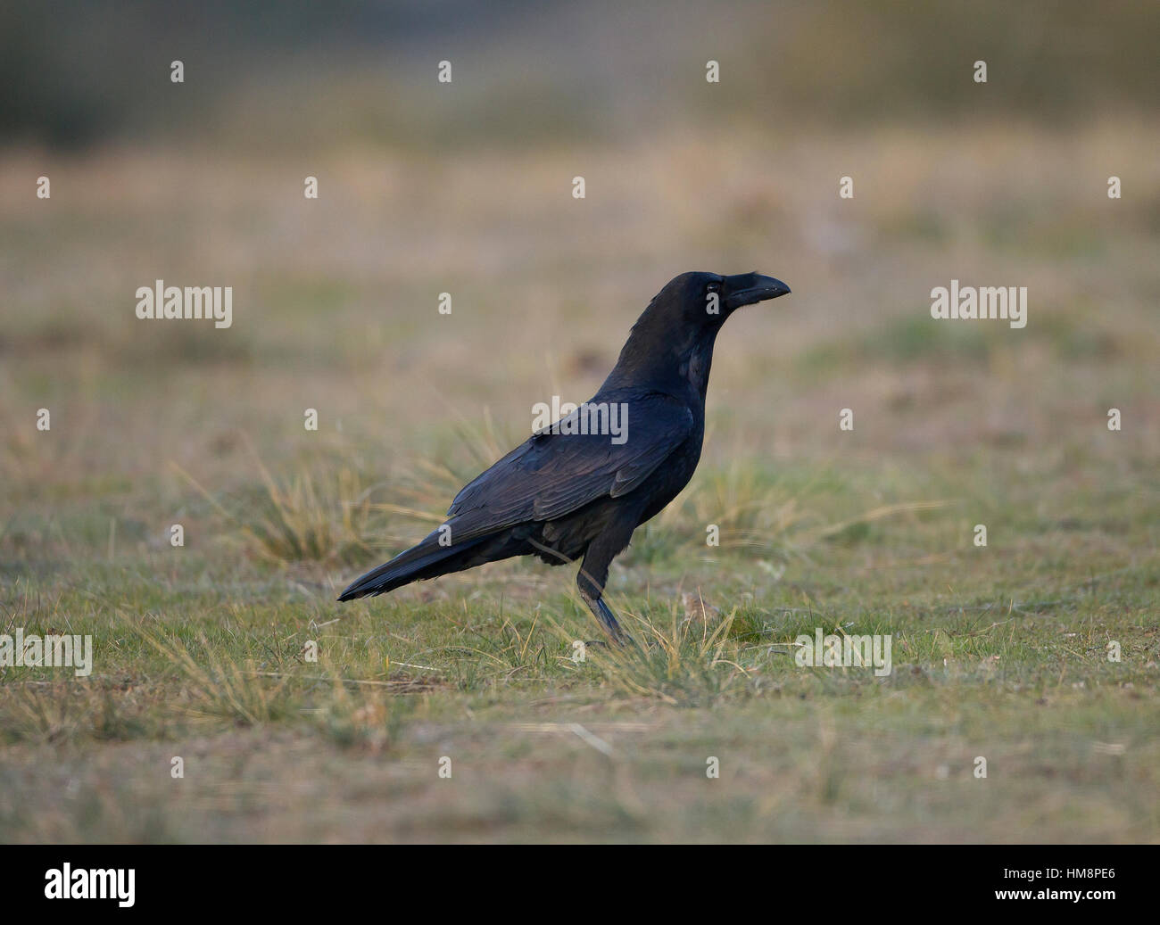 Ravens kissing hi-res stock photography and images - Alamy