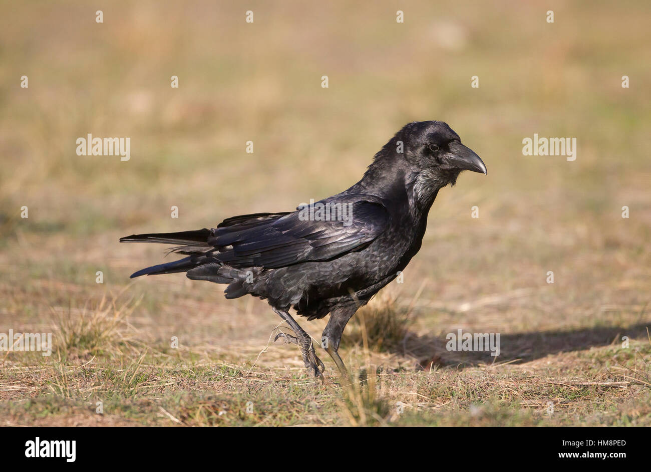 Largest corvid hi-res stock photography and images - Alamy