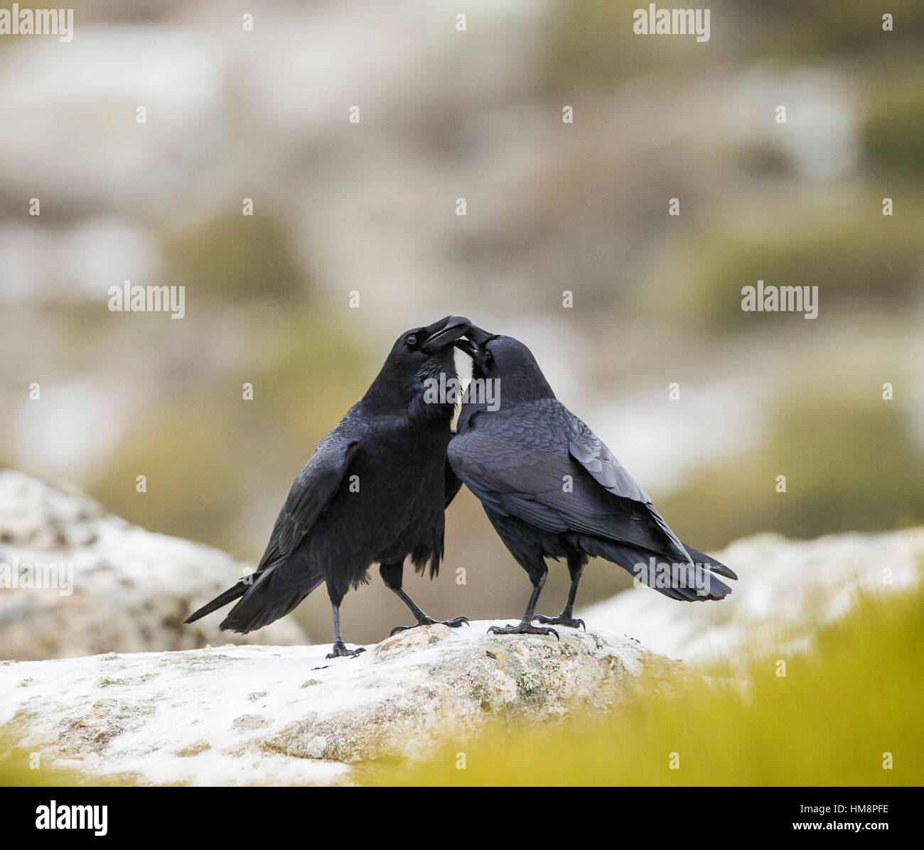 Ravens kissing hi-res stock photography and images - Alamy