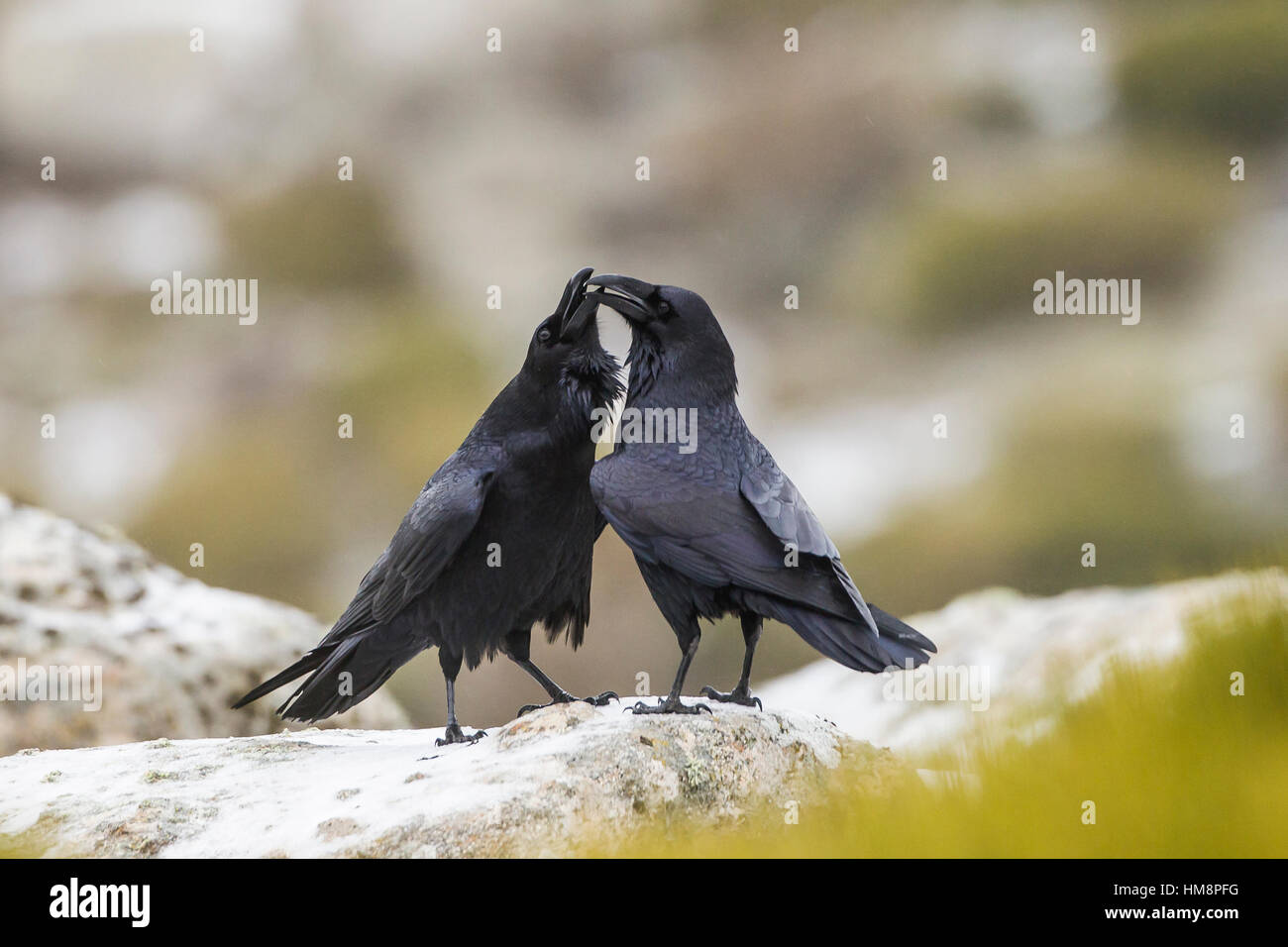 Ravens Corvus corax kissing each other on snow capped mountain in the ...