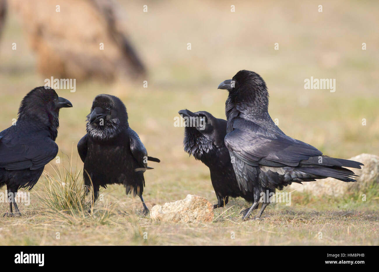 Raven Corvus corax largest passerine together in the spanish pyrenees ...