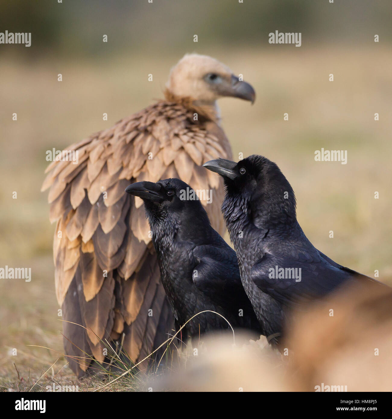 Feeding with griffons hi-res stock photography and images - Alamy