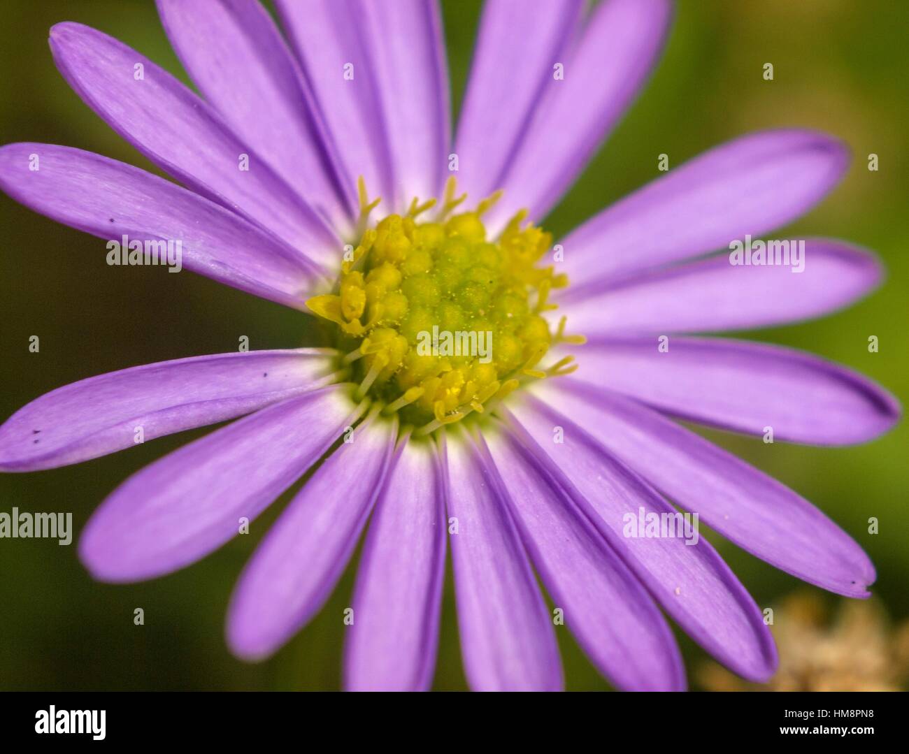 Magenta flower hi-res stock photography and images - Alamy
