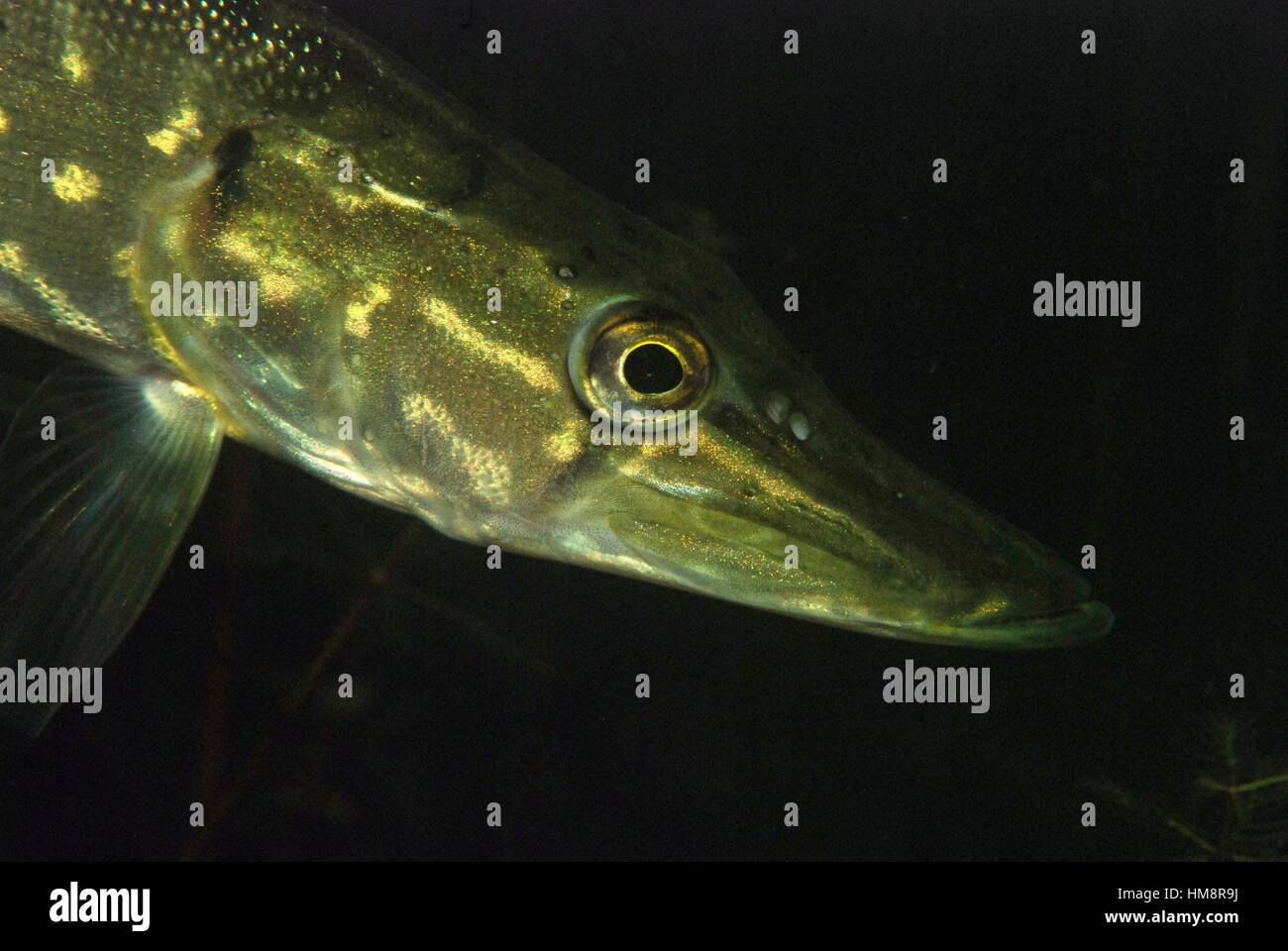 Head On Pike High Resolution Stock Photography and Images - Alamy