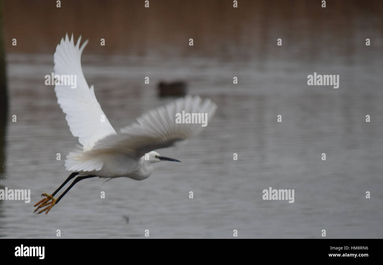 Little Egret Flight Stock Photo - Alamy