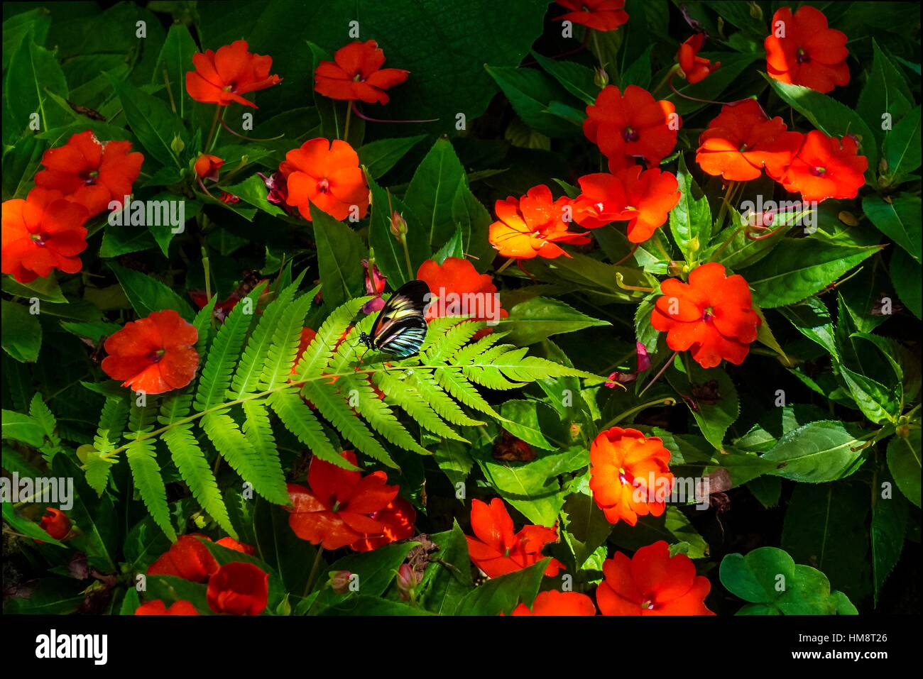Piano key postman butterfly hi-res stock photography and images - Alamy