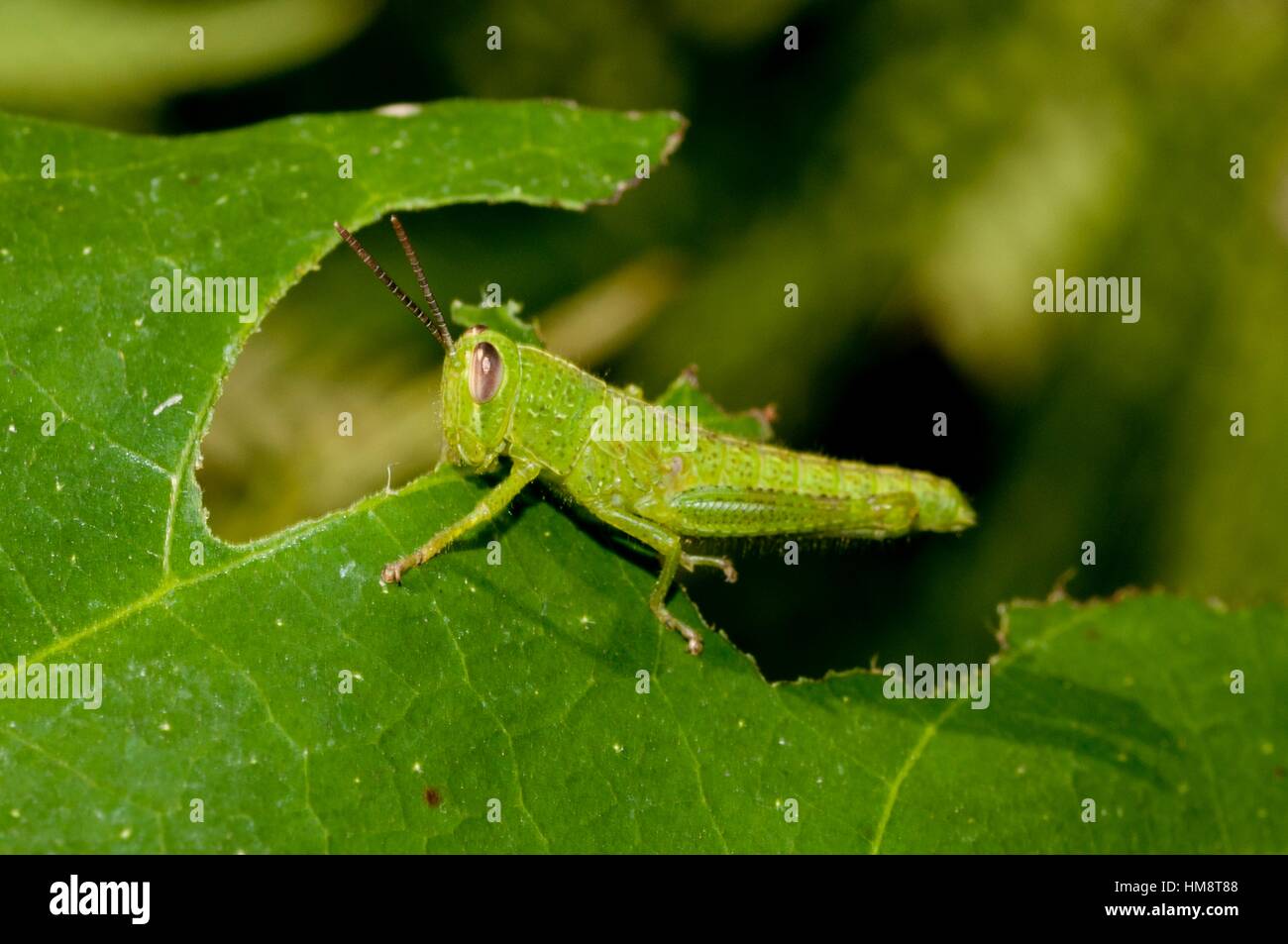 Orthoptera Order High Resolution Stock Photography and Images - Alamy