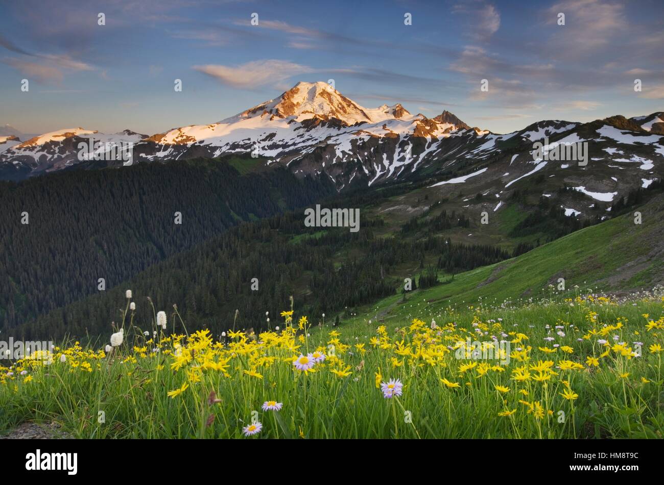 Mount Baker seen from wildflowers meadows on Skyline Divide, Mount ...