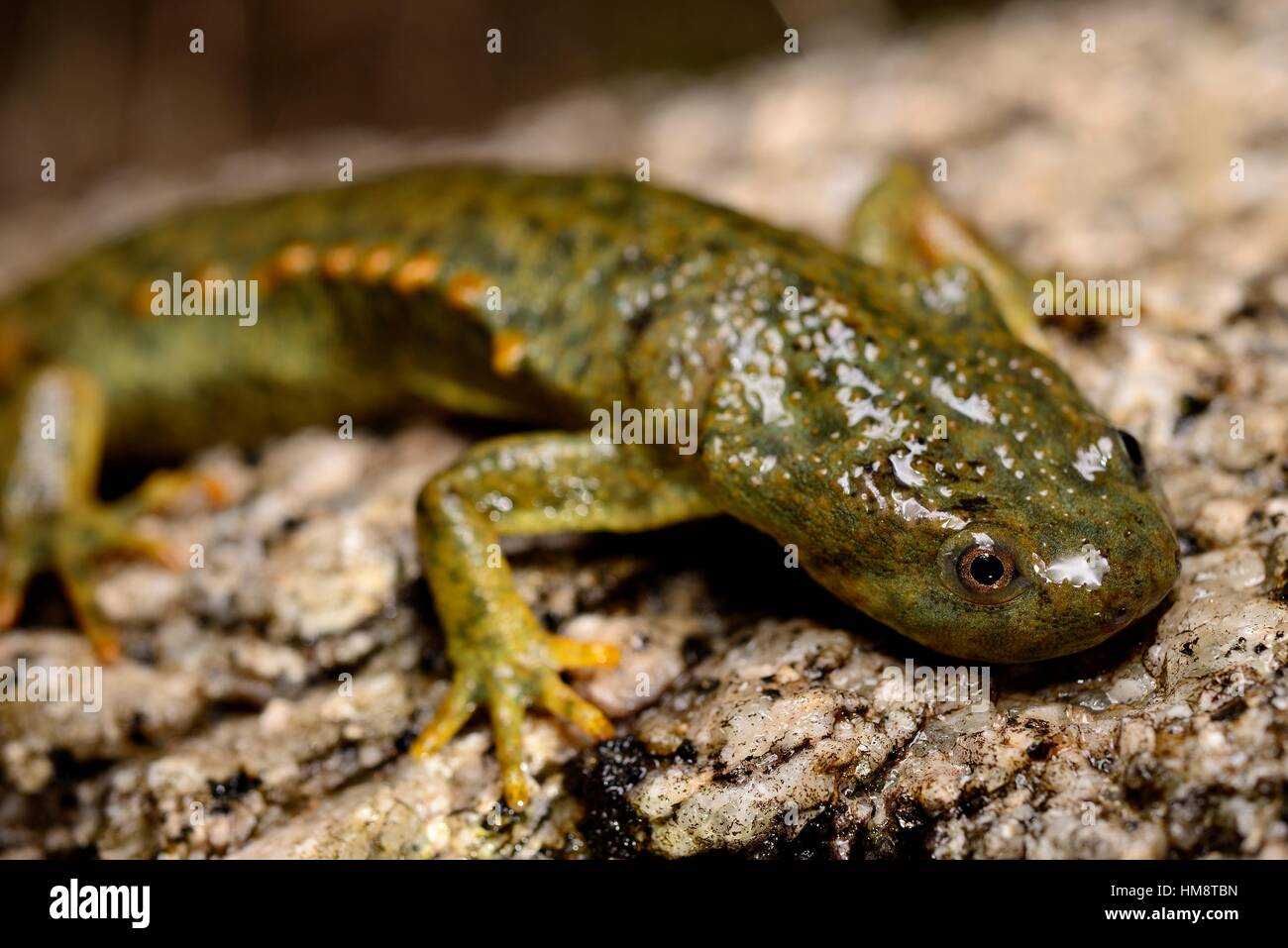 Iberian Ribbed Newt Stock Photos & Iberian Ribbed Newt Stock Images - Alamy