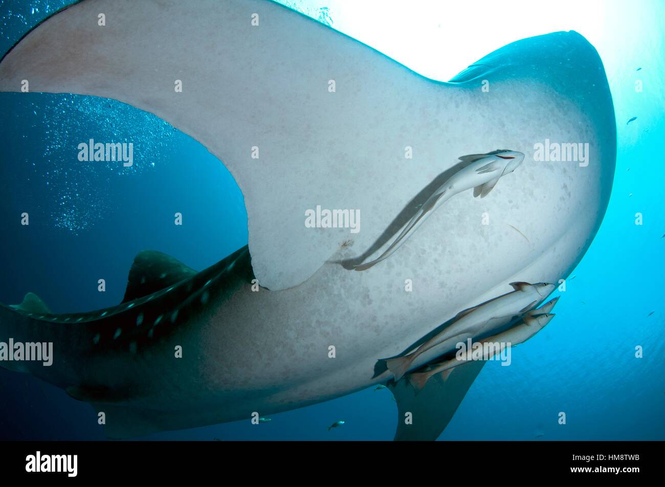 Remoras High Resolution Stock Photography and Images - Alamy