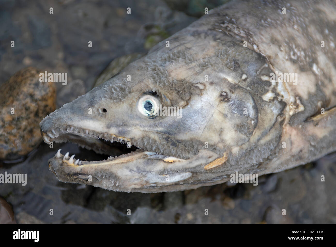 Chum Salmon after Spawning die eaving their remains to add nutrients to ...
