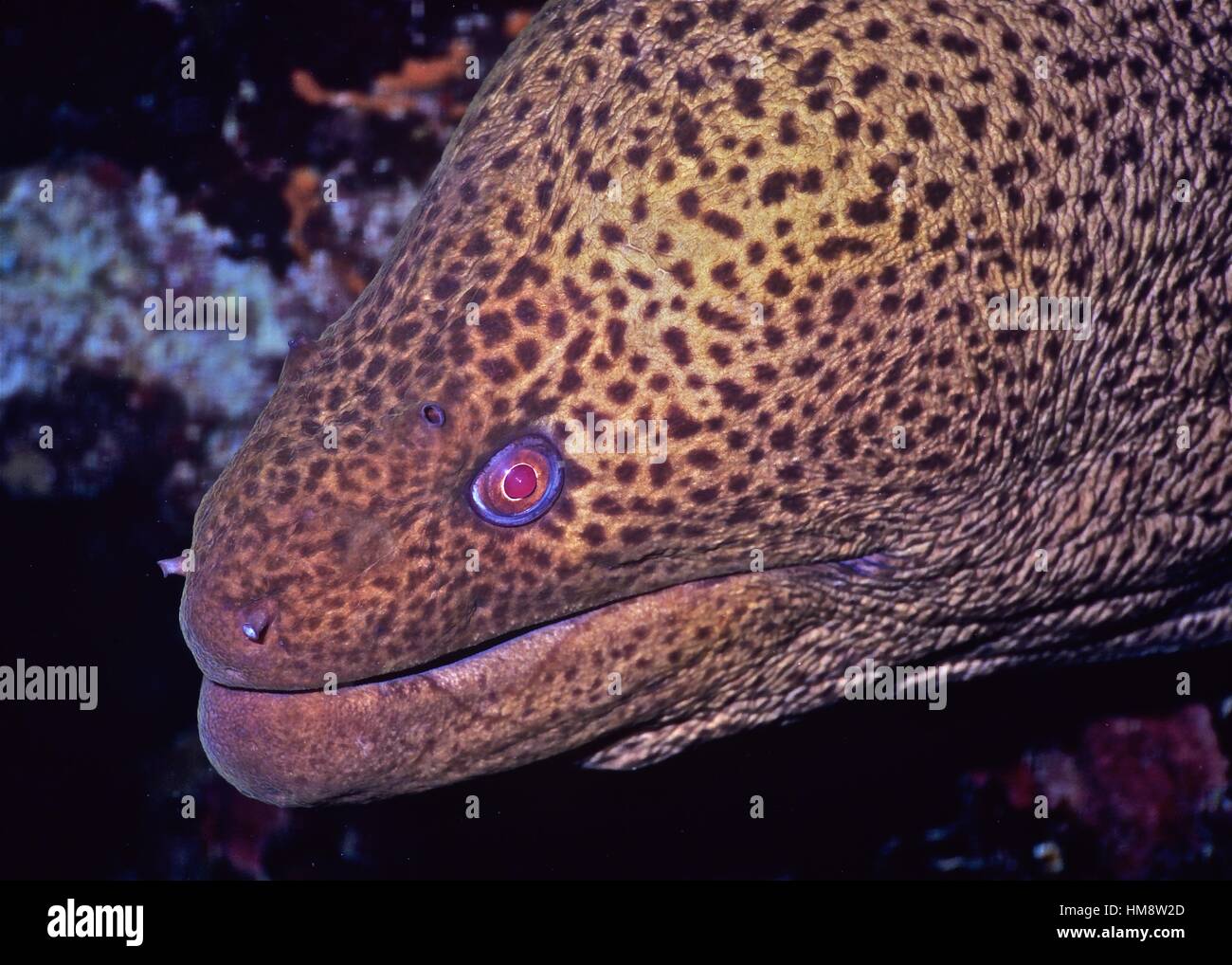Three metre eel hi-res stock photography and images - Alamy