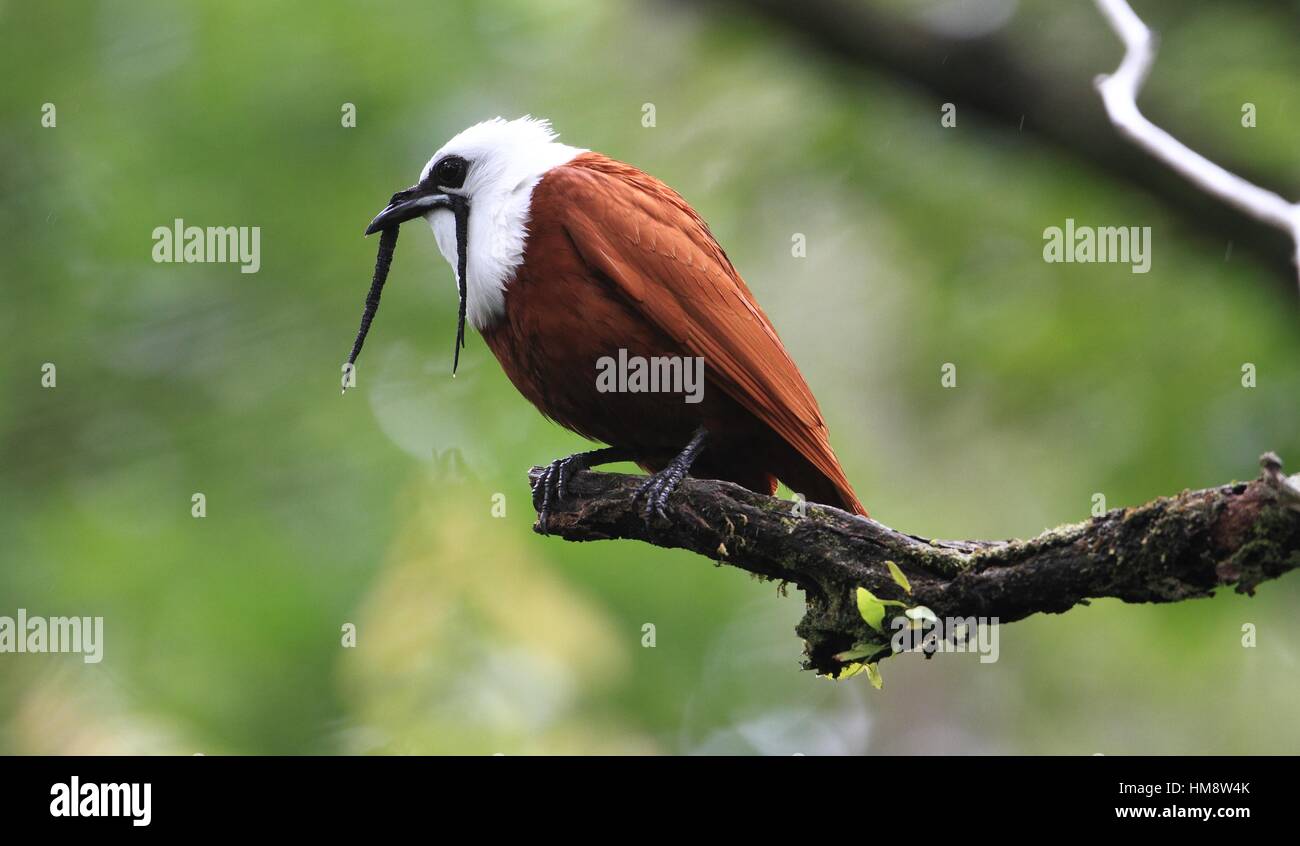 Procnias tricarunculatus hi-res stock photography and images - Alamy