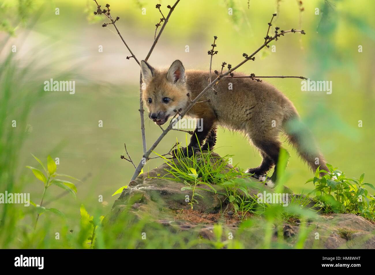 Red fox (Vulpes vulpes) captive raised kits, Minnesota Wildlife ...