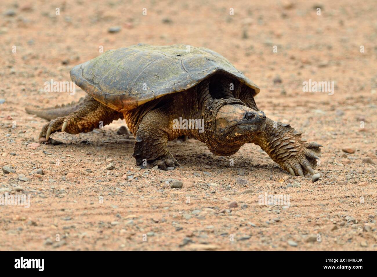 Northern snapping turtle hi-res stock photography and images - Alamy