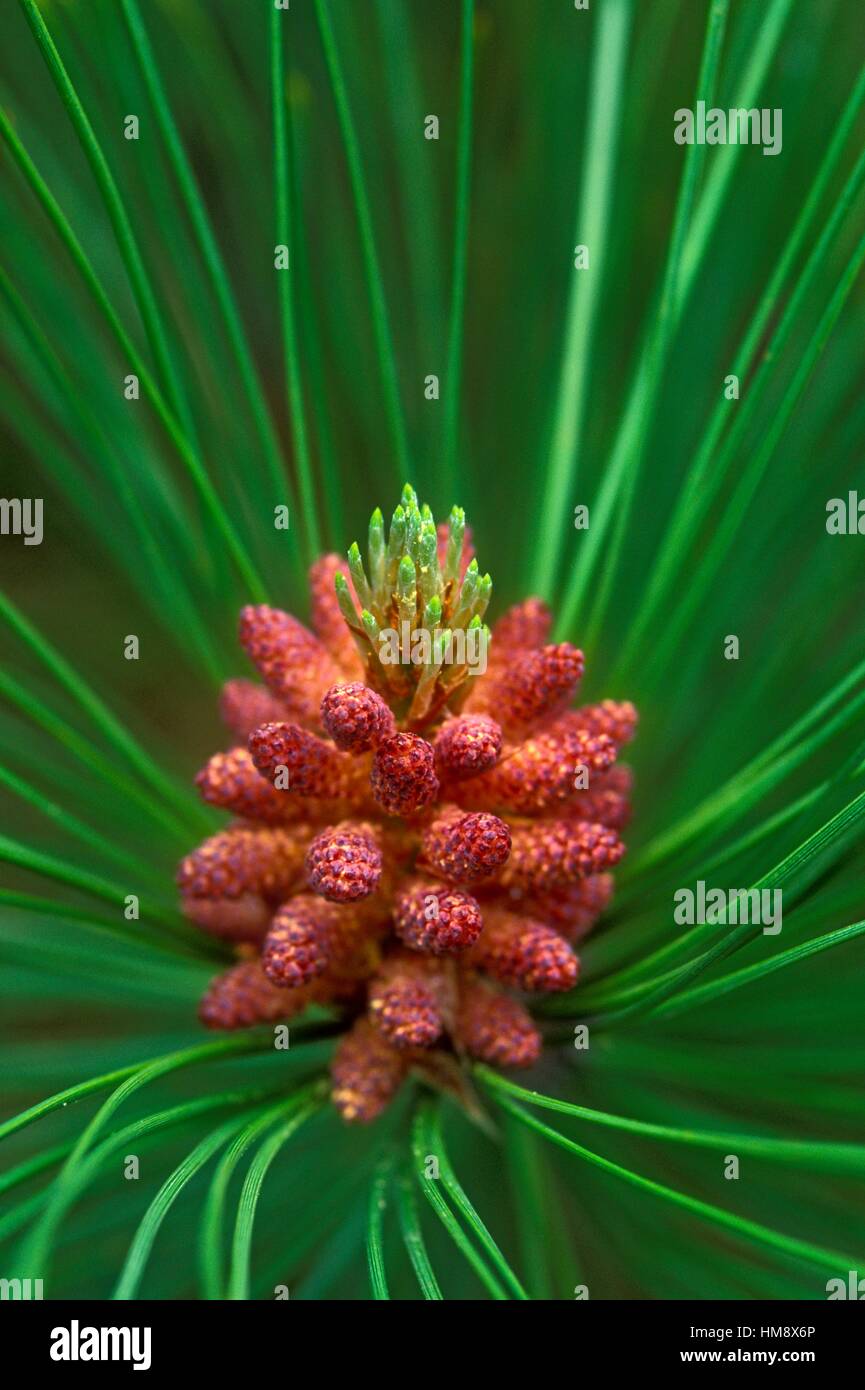 Pinus resinosa hi-res stock photography and images - Alamy