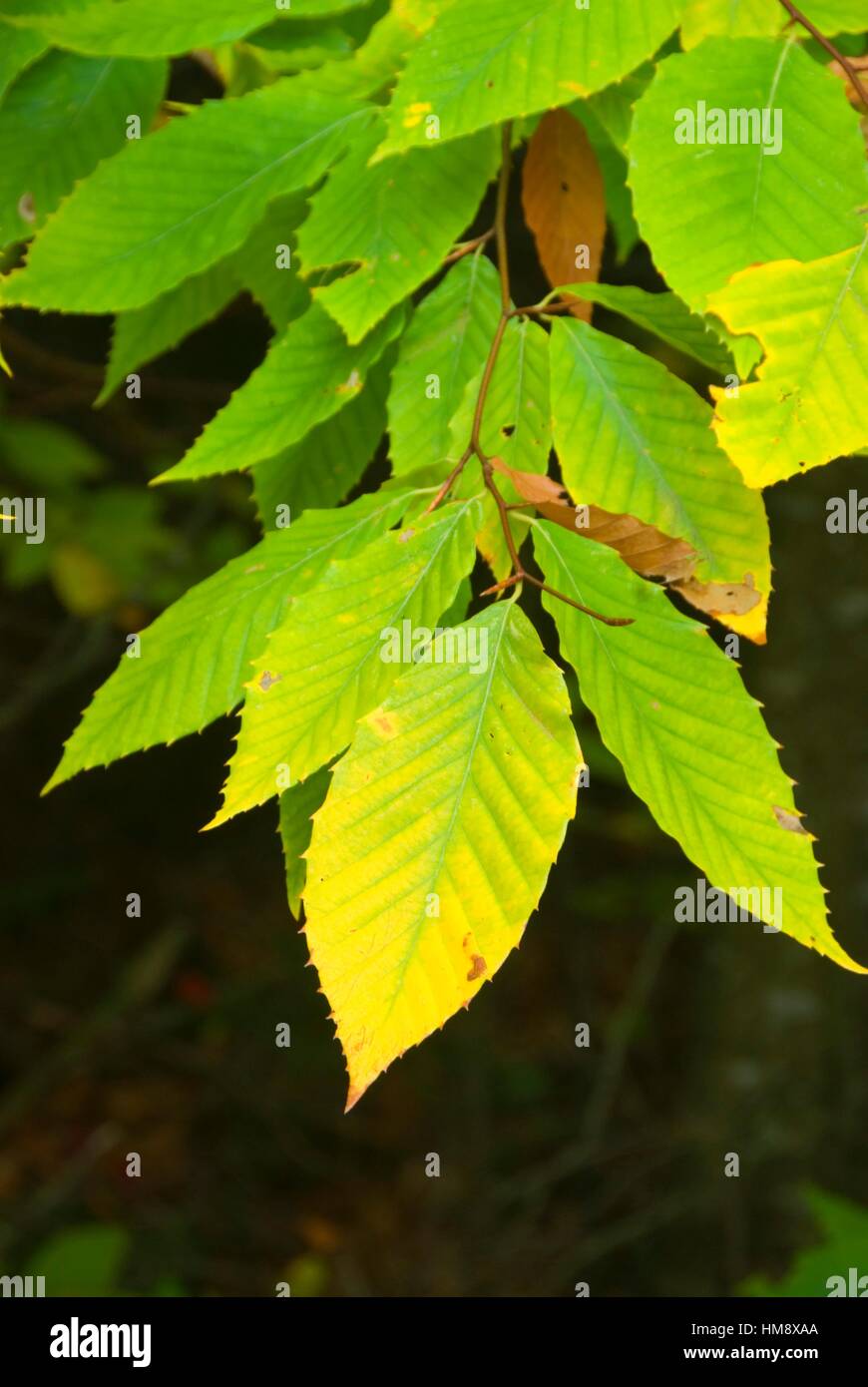 American beech hi-res stock photography and images - Alamy