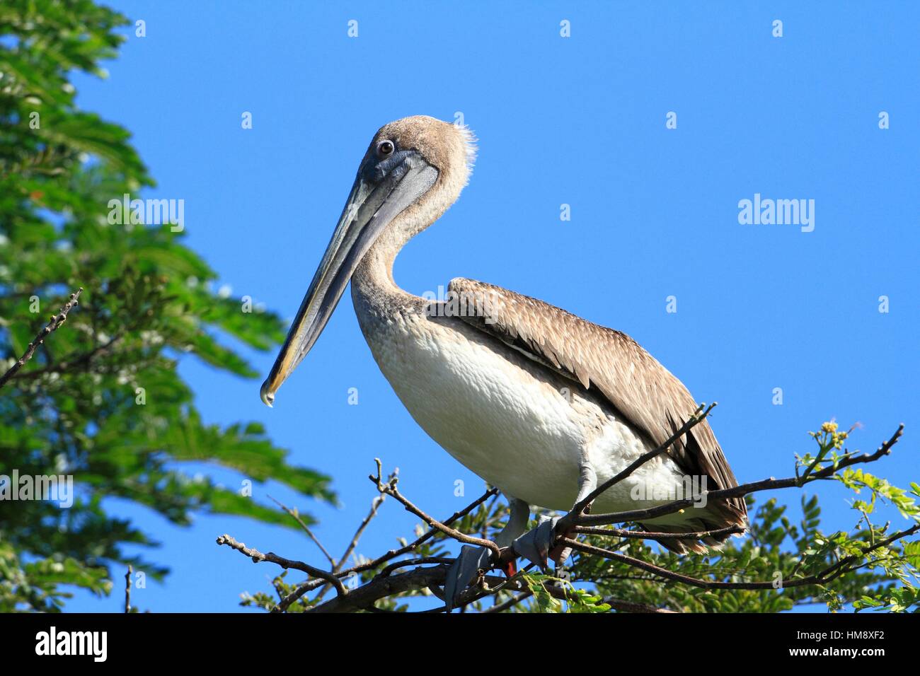 Río pelícano hi-res stock photography and images - Alamy