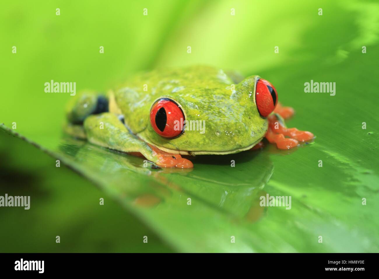 Rana de costa rica hi-res stock photography and images - Alamy