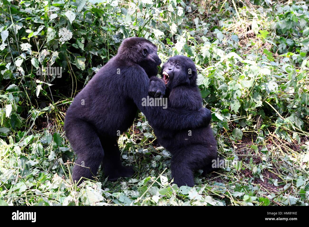 Gorilla young playing hi-res stock photography and images - Alamy