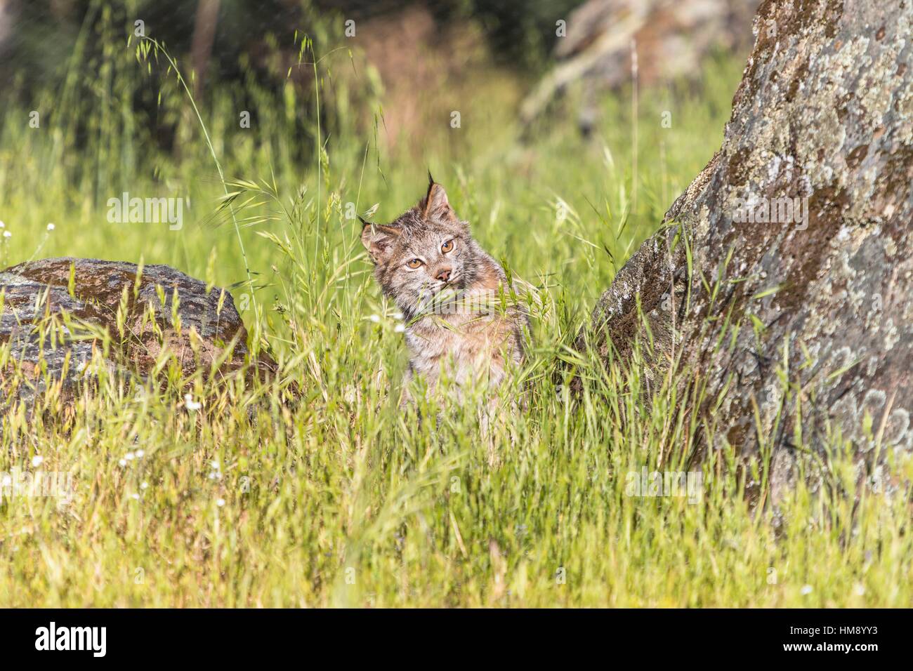 Canada Lynx Sitting In Lynx High Resolution Stock Photography and ...