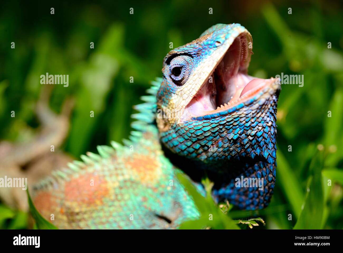 Blue Crested Lizard Stock Photos & Blue Crested Lizard Stock Images - Alamy