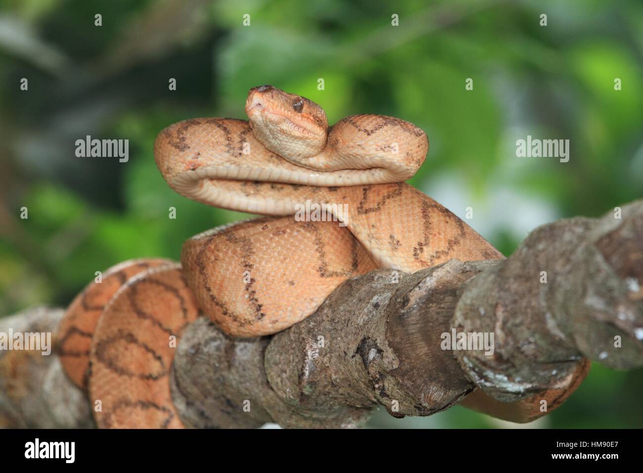 Corallus annulatus hi-res stock photography and images - Alamy
