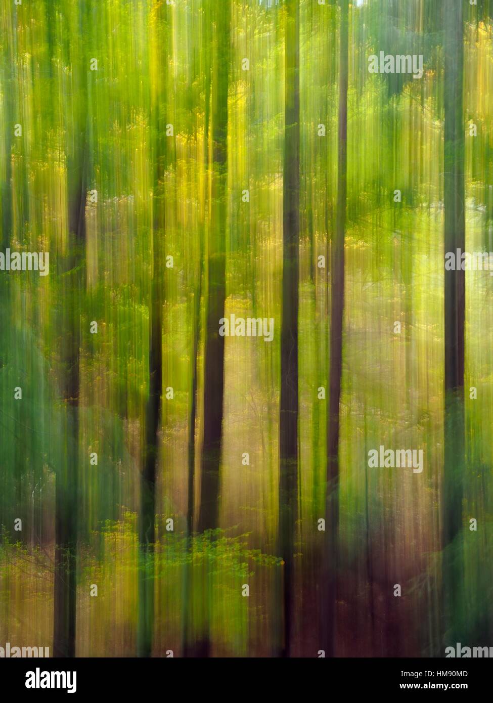 Silver fir trees hi-res stock photography and images - Alamy