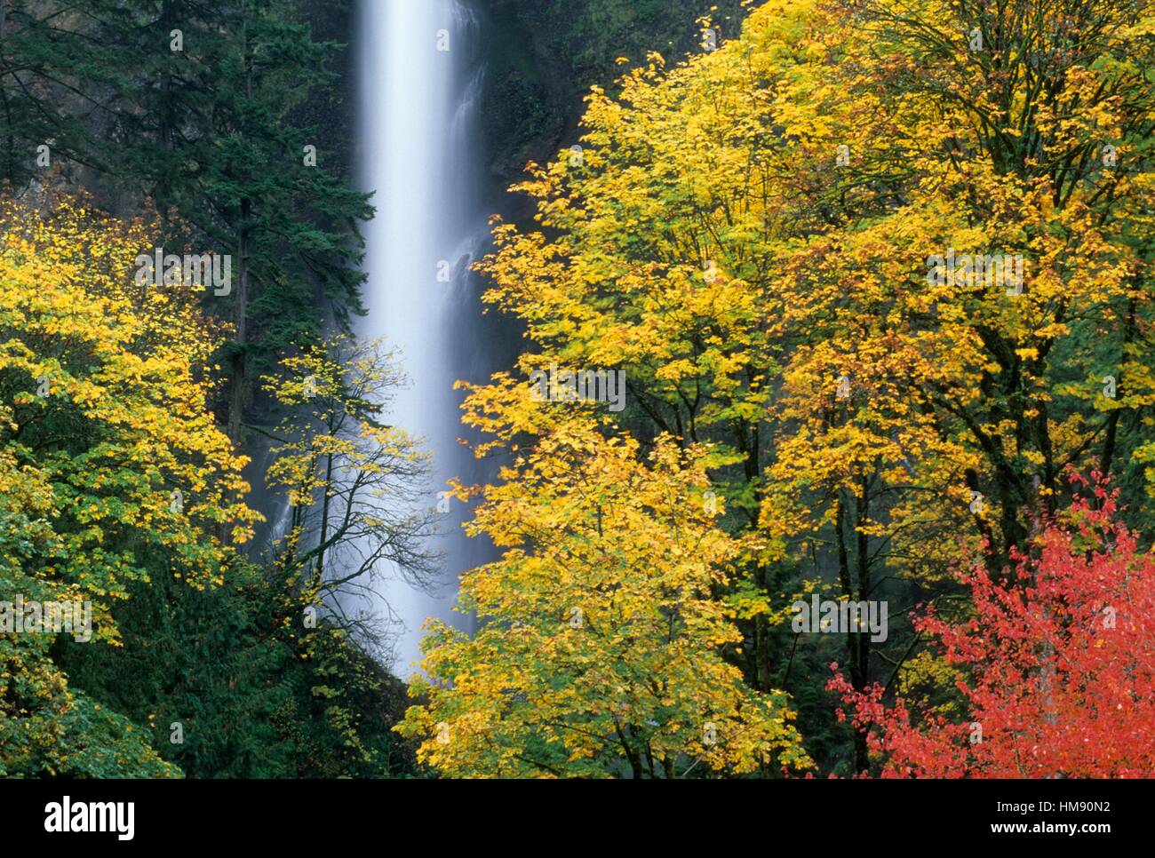 Multnomah Falls, Mt Hood National Forest, Columbia River Gorge National ...