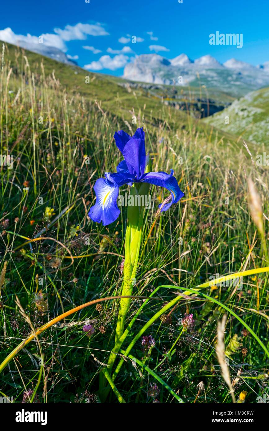 Iris xiphioides hi-res stock photography and images - Alamy