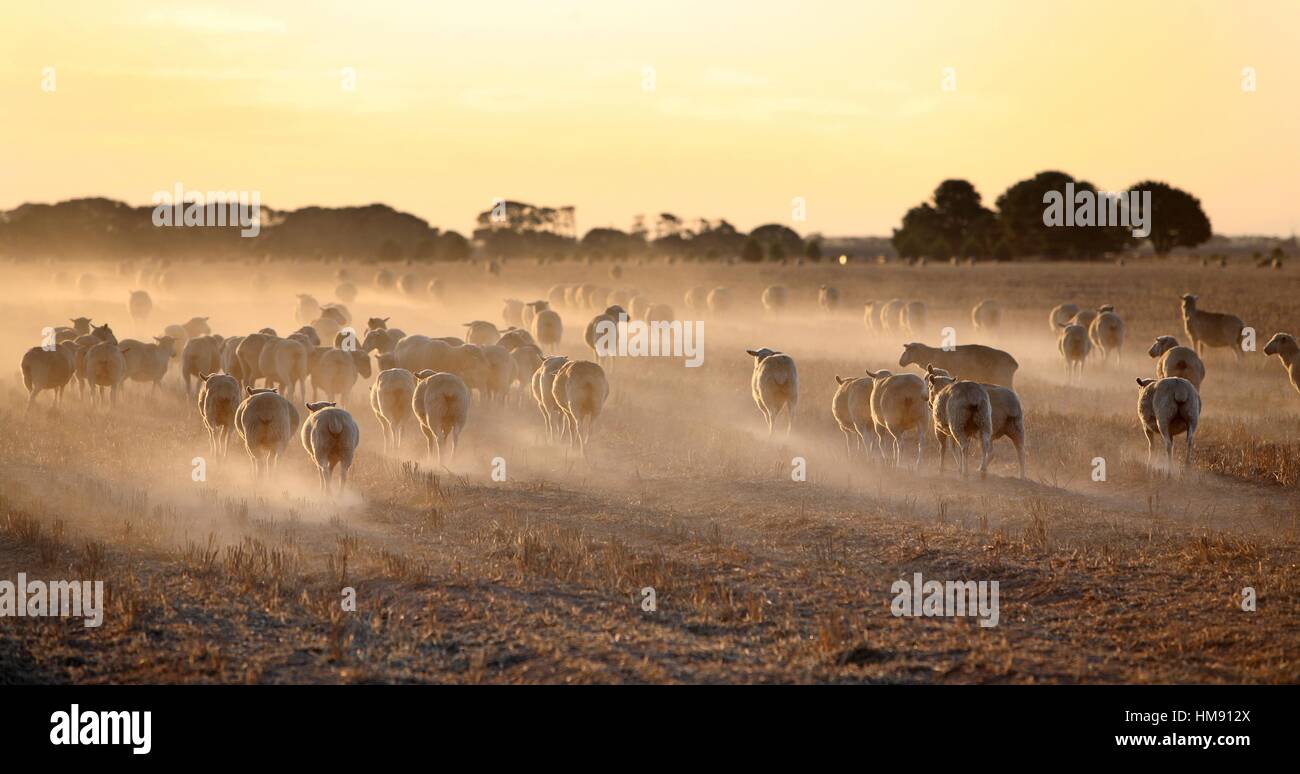 Farm animal australia hi-res stock photography and images - Alamy