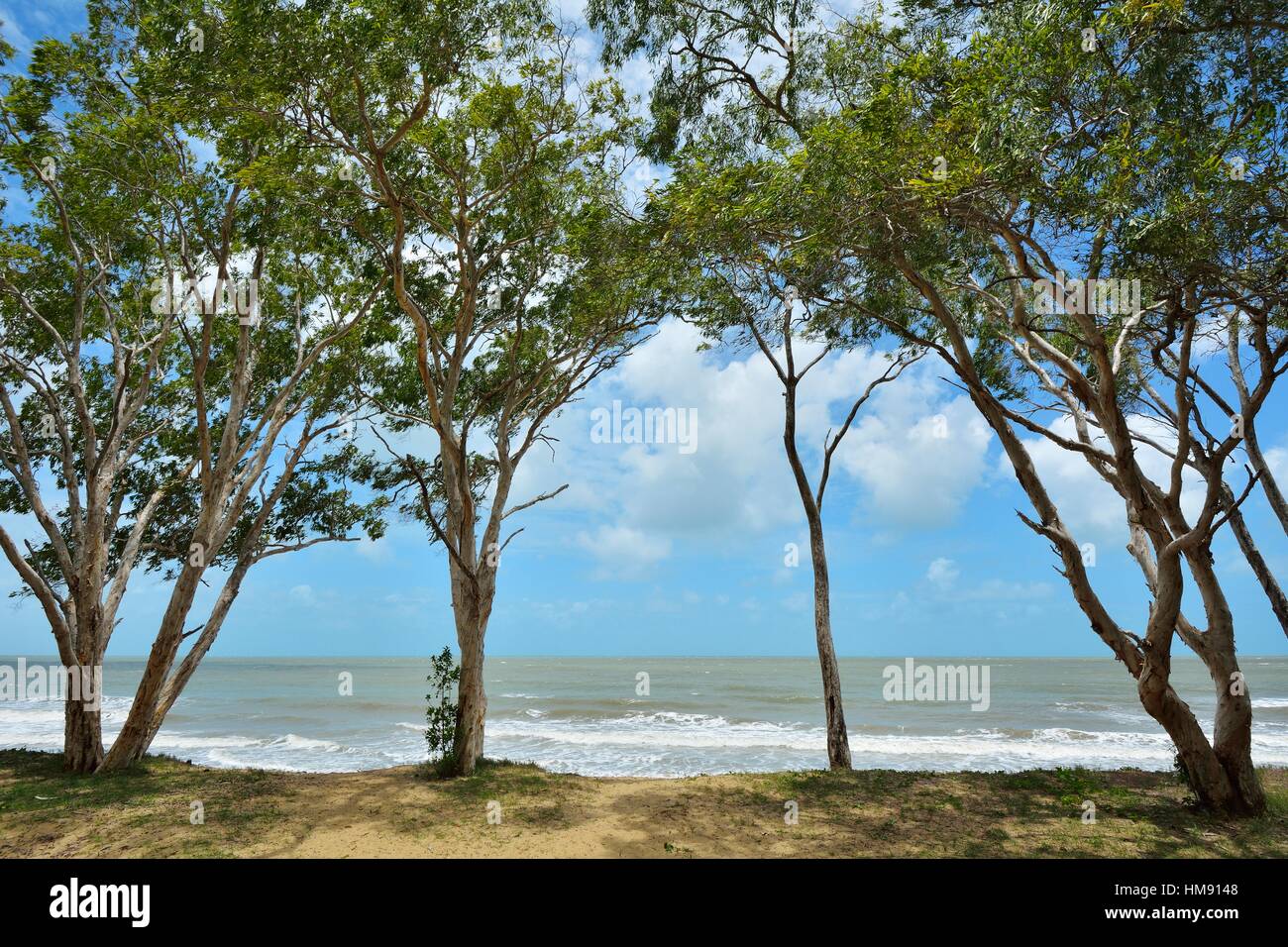 Eucalyptus Trees on the Beach, Captain Cook Highway, Queensland ...